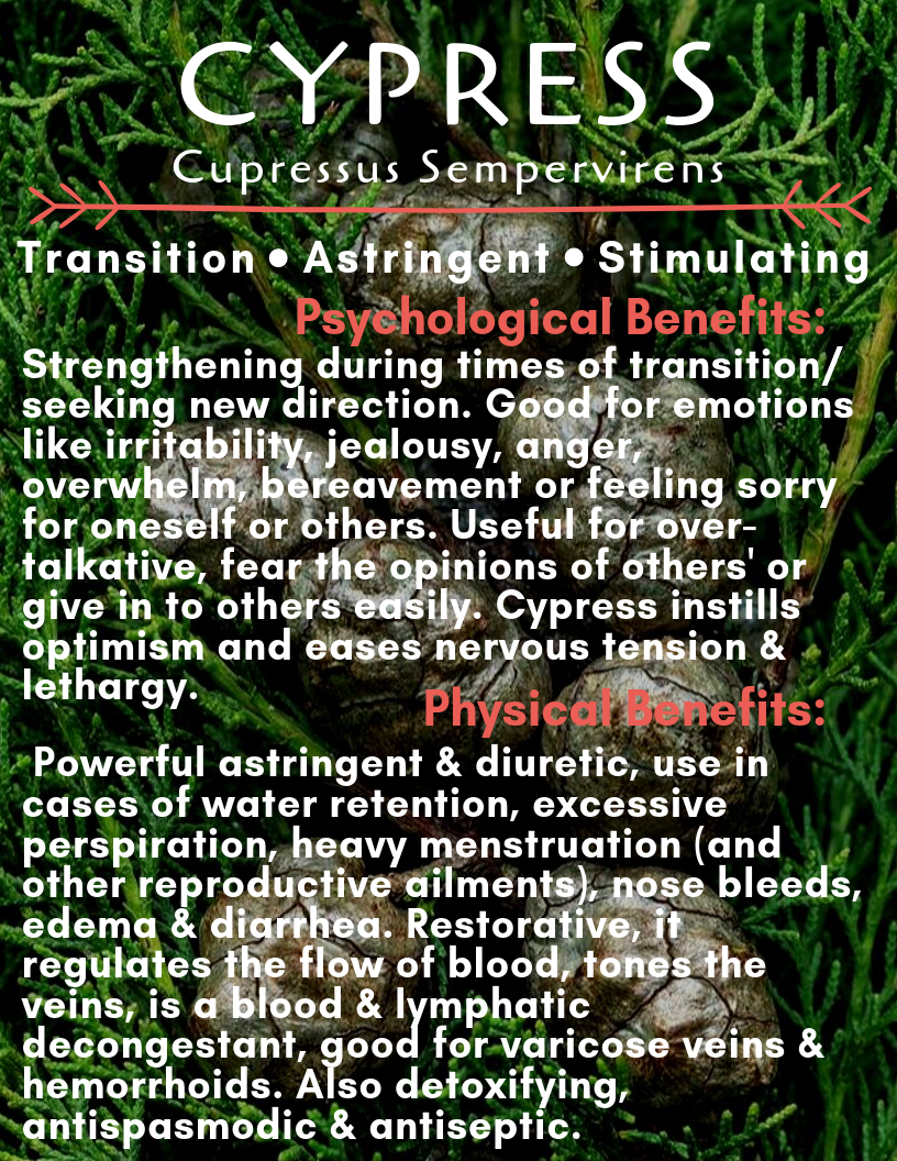 Cypress (Cupressus Sempervirens) Essential Oil – Scents Of Wellbeing